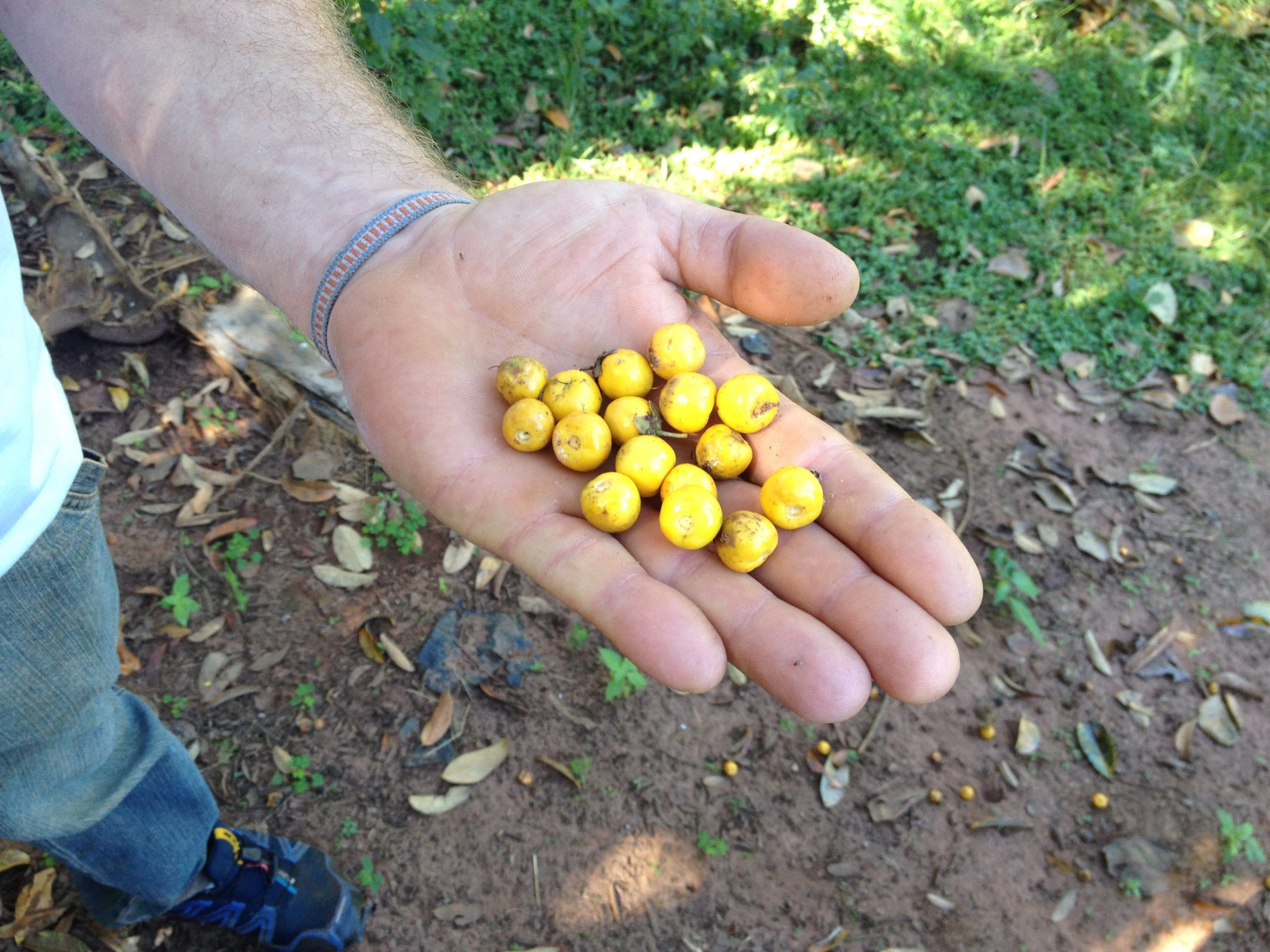 capa-fruta-mao » Plantas Exóticas