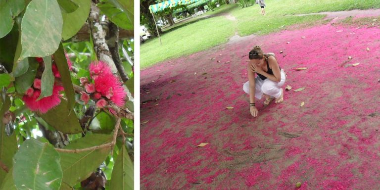 Jambo, dicas simples de como plantar e cultivar - Plantas Exóticas