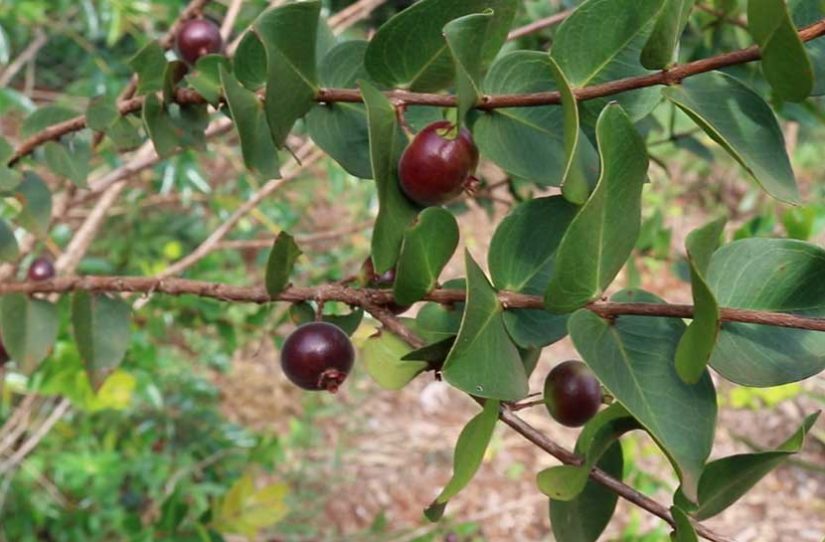 jabuticaba-sabara » Plantas Exóticas